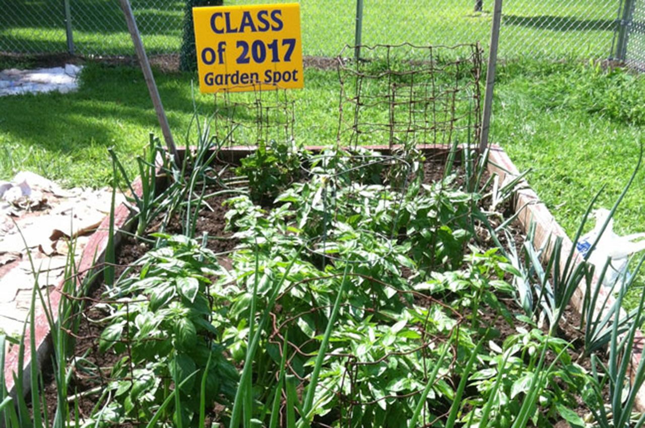School_Garden – Wynantskill Union Free School District